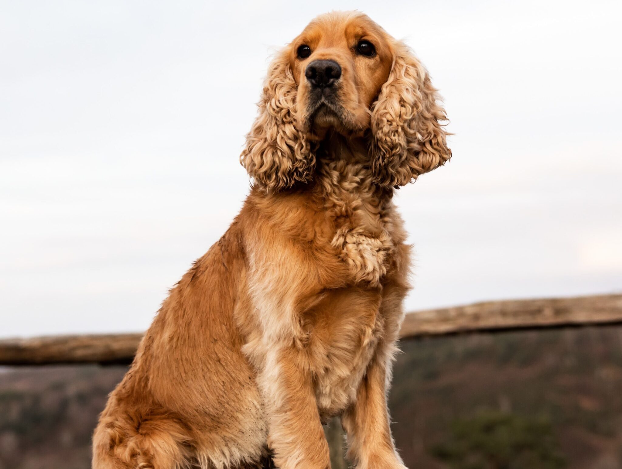 3 Dog Breeds Which Make Great Family Pets - parentztalk.com