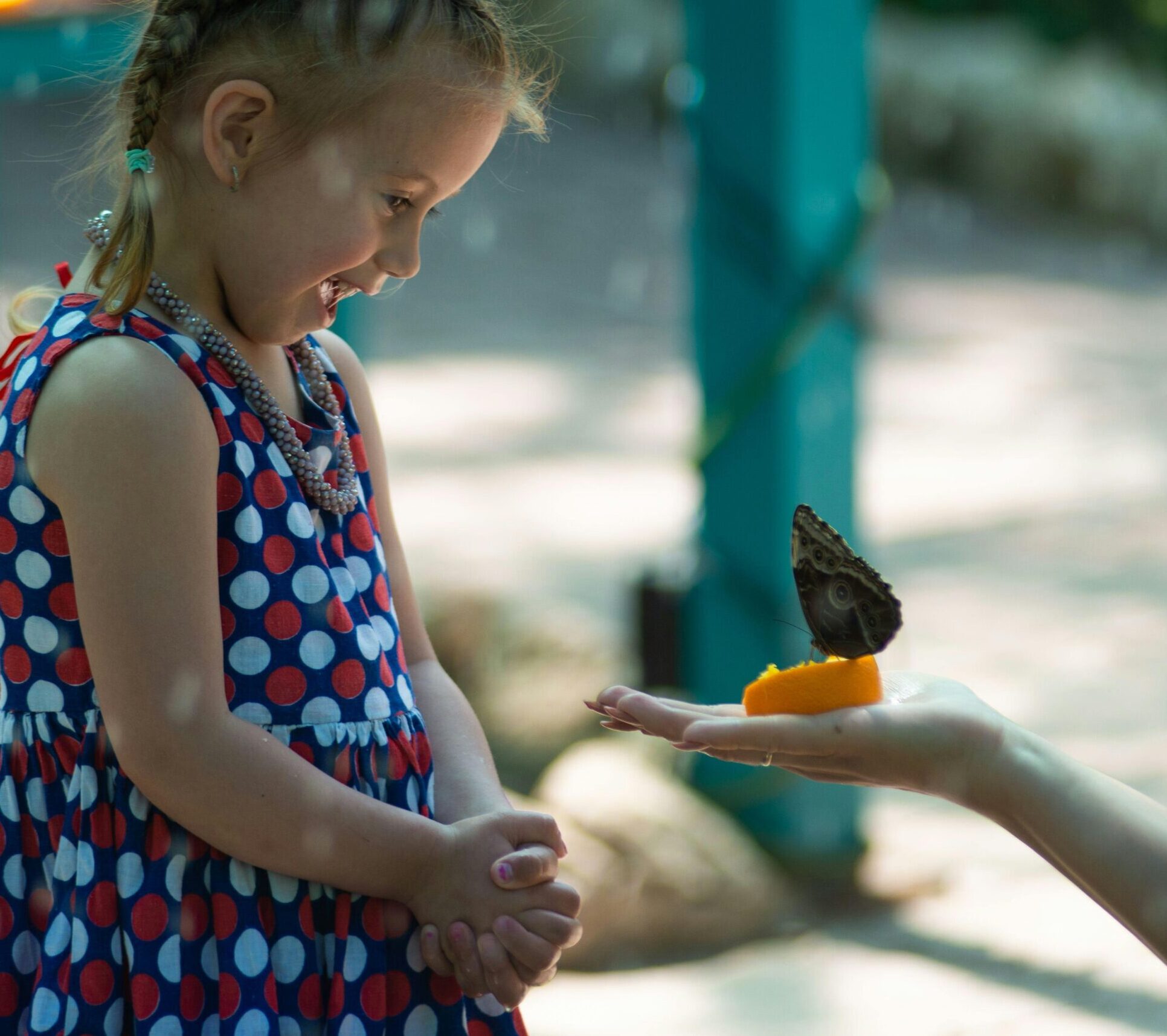 How to Build a Butterfly Garden With Your Kids - parentztalk.com